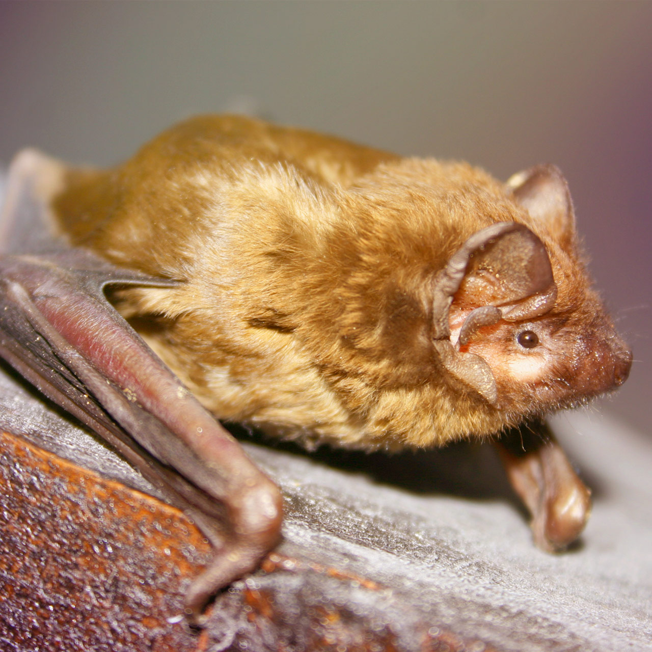 Noctule commune - 1001 sites nature en ville